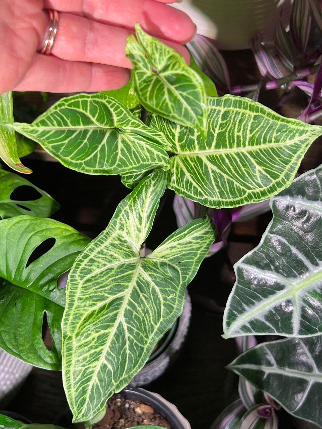 Syngonium Batik Vining Starter Plant **(ALL Plants Require You to ...