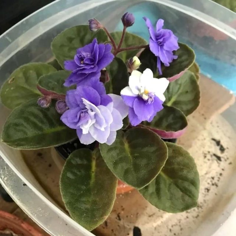 Blue Violet - Etsy