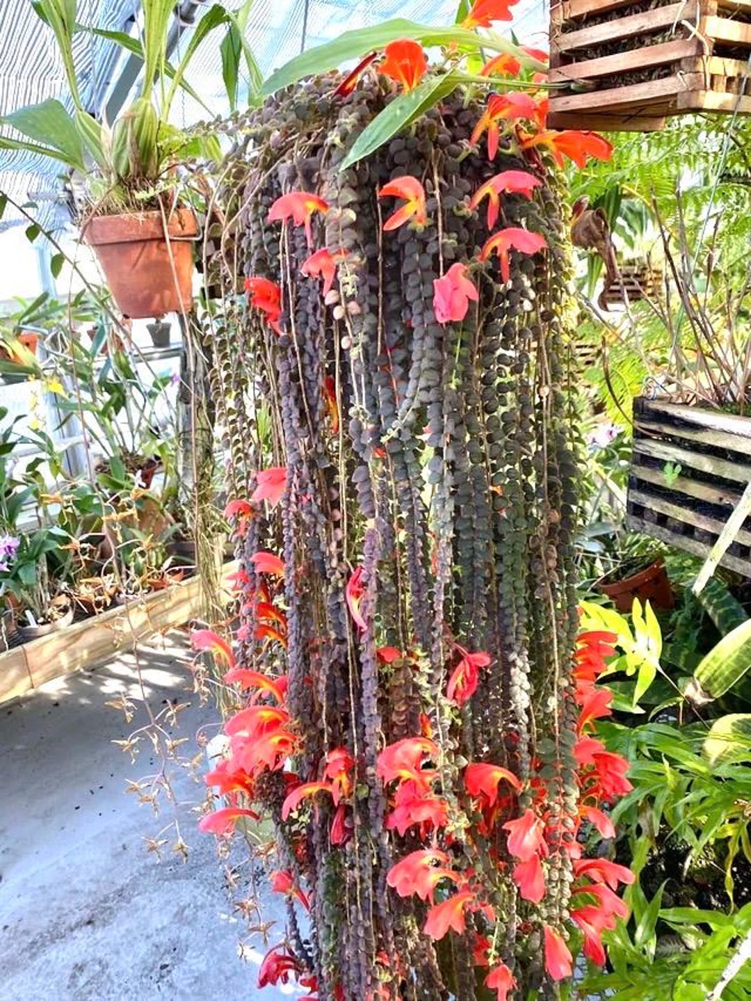 Columnea Gloriosa “flying Goldfish Plant” Starter Plant **(ALL Plants ...