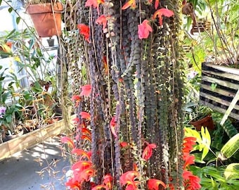Goldfish Plant Columnea Nematanthus in 4in Pot. - Etsy
