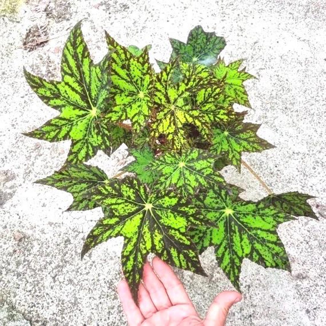 Begonia Rex Geometry 4” Plant **(ALL Plants Require You to Purchase ANY ...