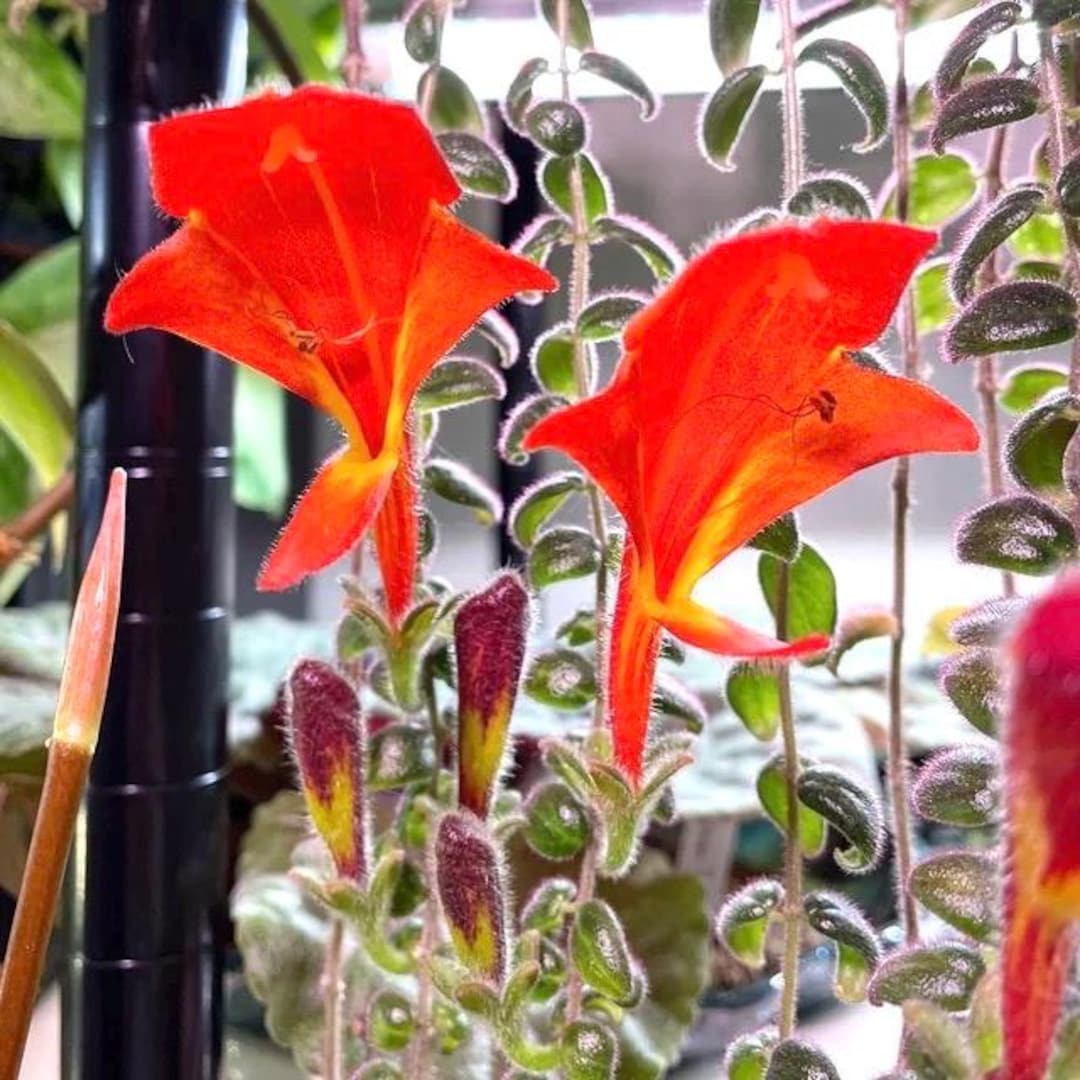 Columnea Broget Stravanger Variegated “flying Goldfish Plant” 2” Plant ...