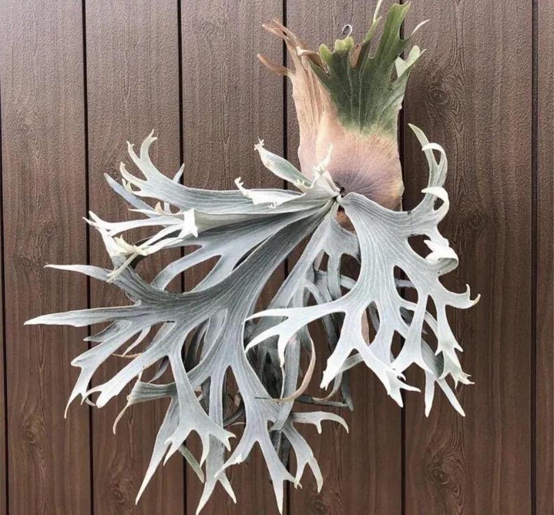 Platycerium Pegasus Staghorn Fern Rare Starter Plant **(ALL STARTER PLANTS Require You to ...