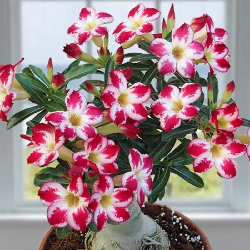 Small Adenium - Etsy