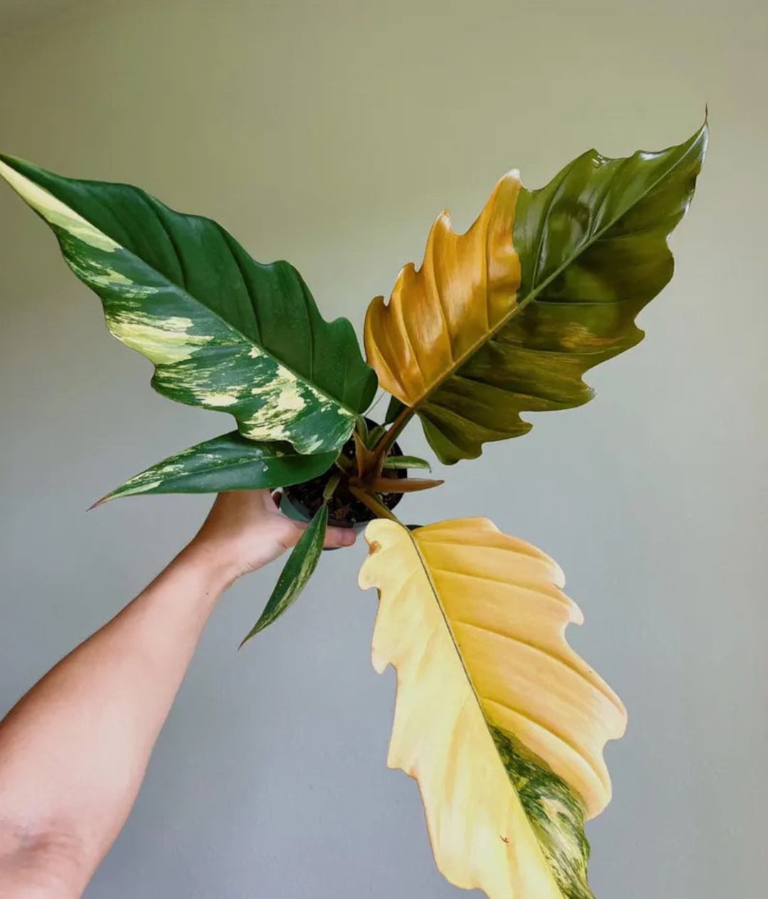 Philodendron Caramel Pluto Choco Empress Starter Plant **(ALL Plants ...