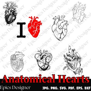 Anatomical Heart Svg Bundle, Real Human Heart Designs, Heart SVG ...