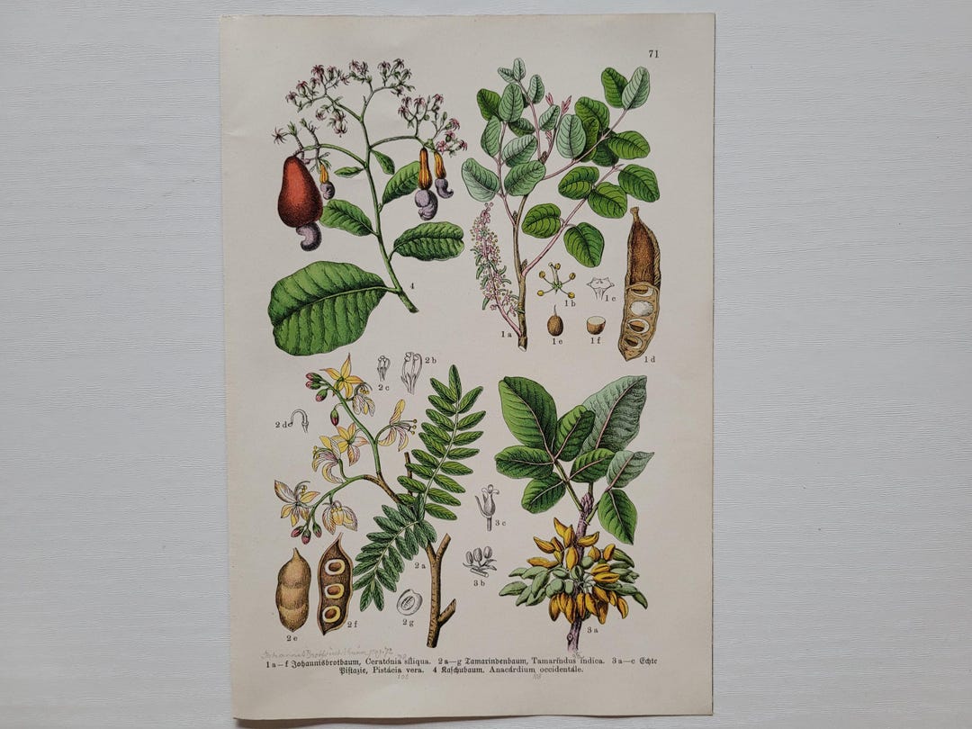 1909 Carob Tree, Tamarind Tree, Cashew Tree, Antique Botanical Print ...