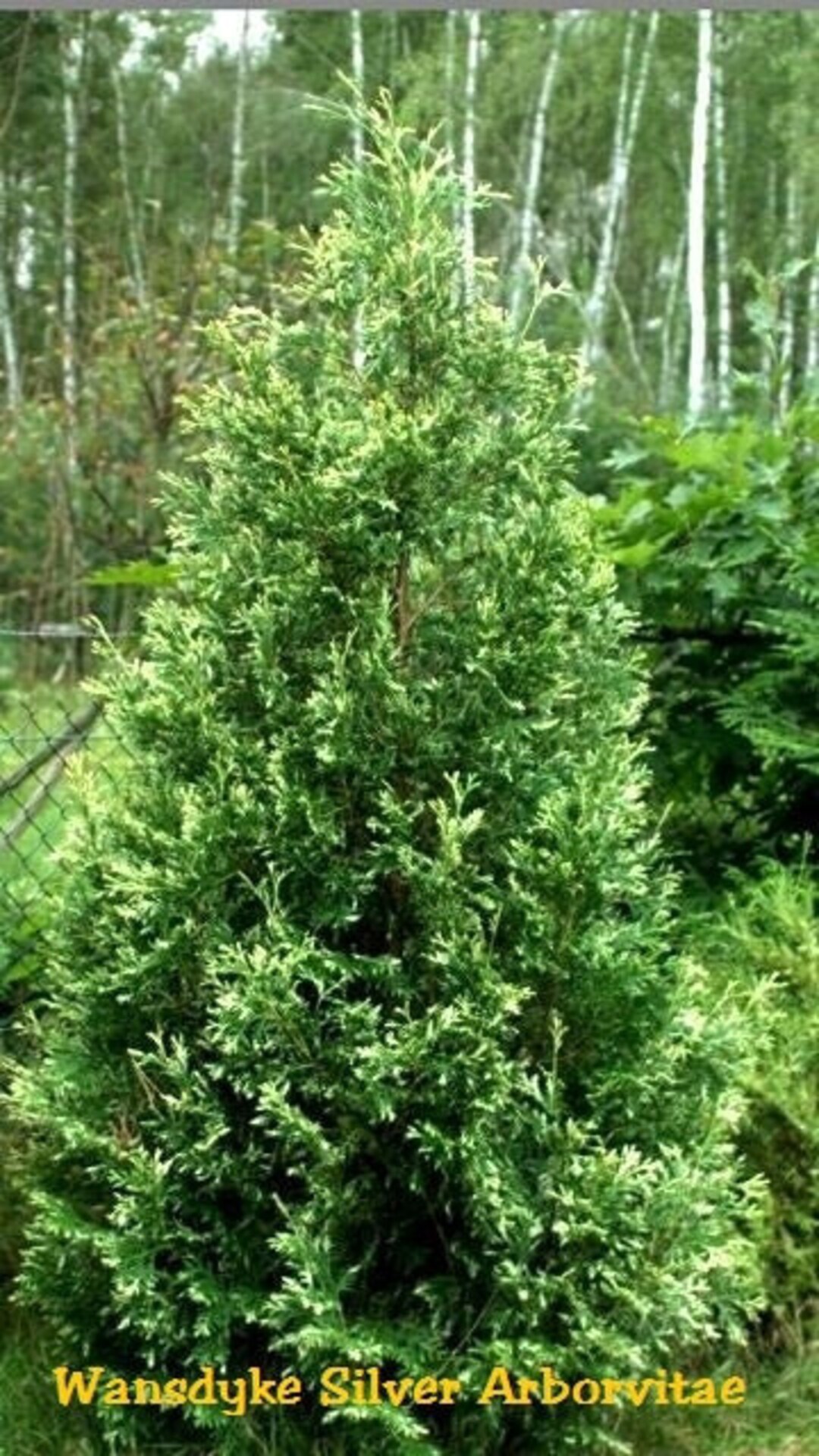 ARBORVITAE WANSDYKE SILVER thuja Occidentalis 'wansdyke Silver' - Etsy