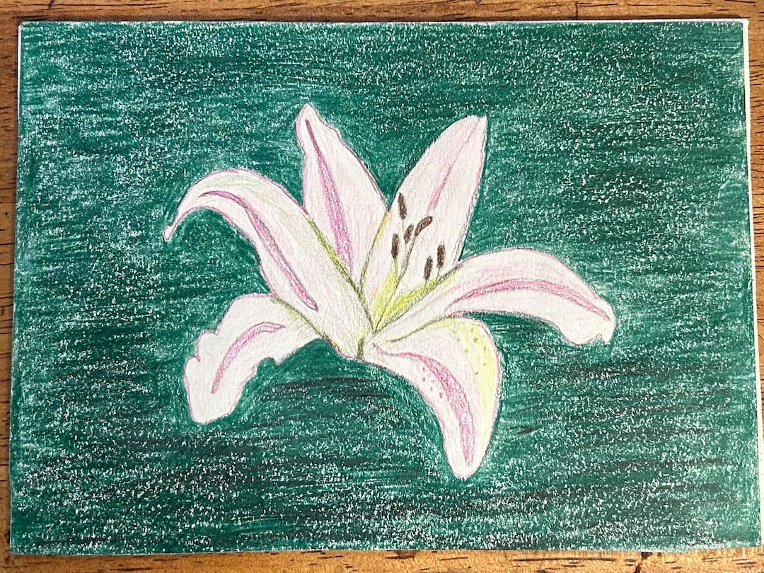 Colored Pencil Drawing, Lily Drawing, Colored Pencil Drawing of a Lily ...