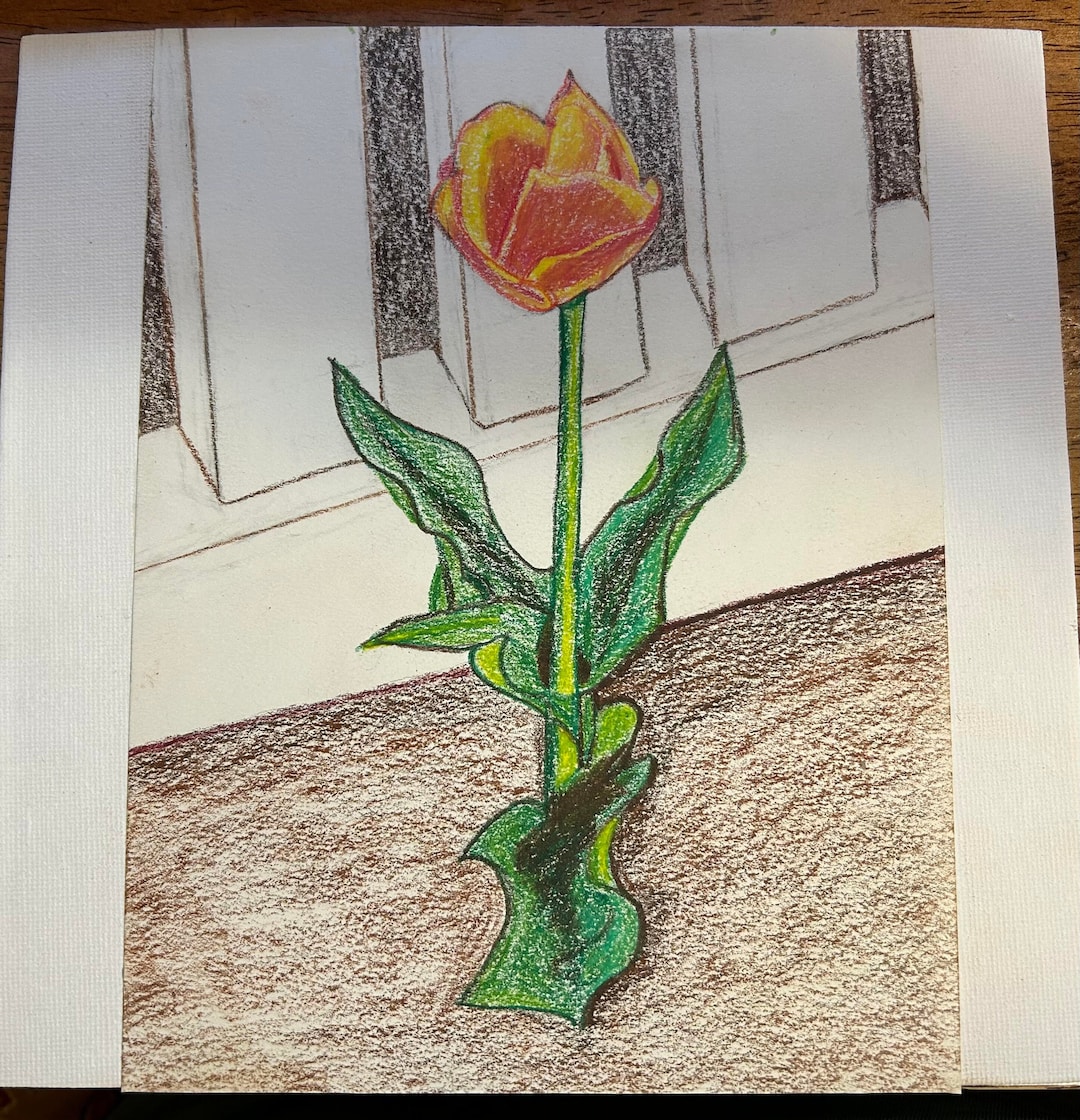 Colored Pencil Tulip Drawing, Fine Art Drawing - Etsy