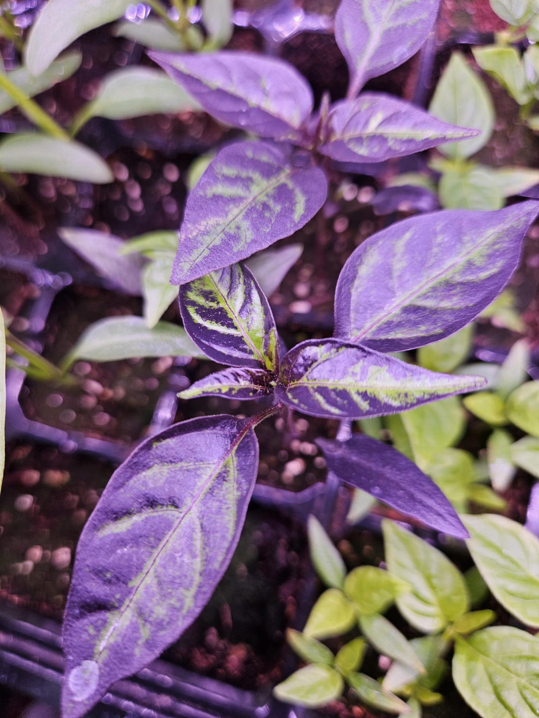 Filius Blue Pepper Plants **PRE-ORDER** - Etsy