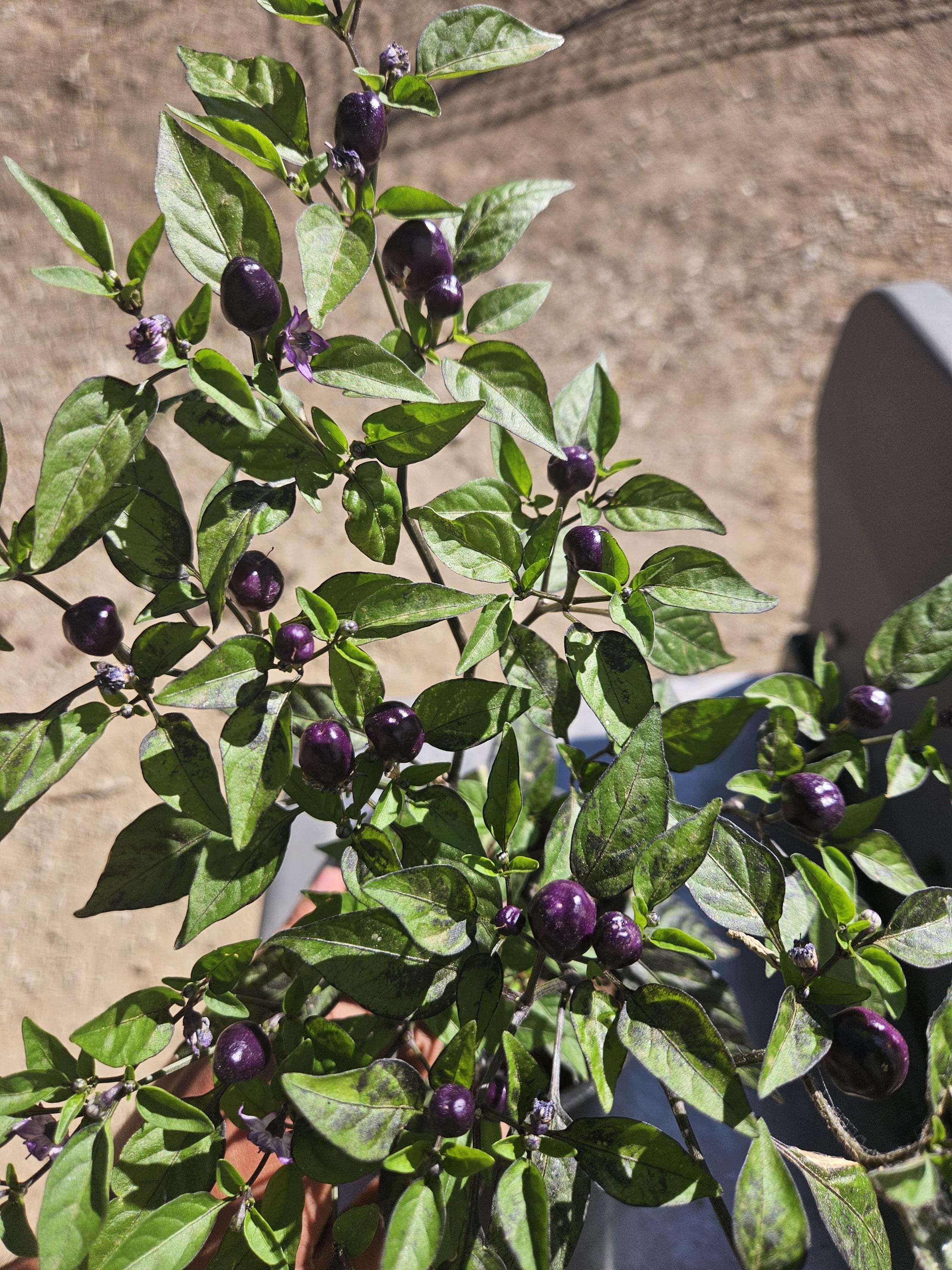 Filius Blue Pepper Plants **PRE-ORDER** - Etsy