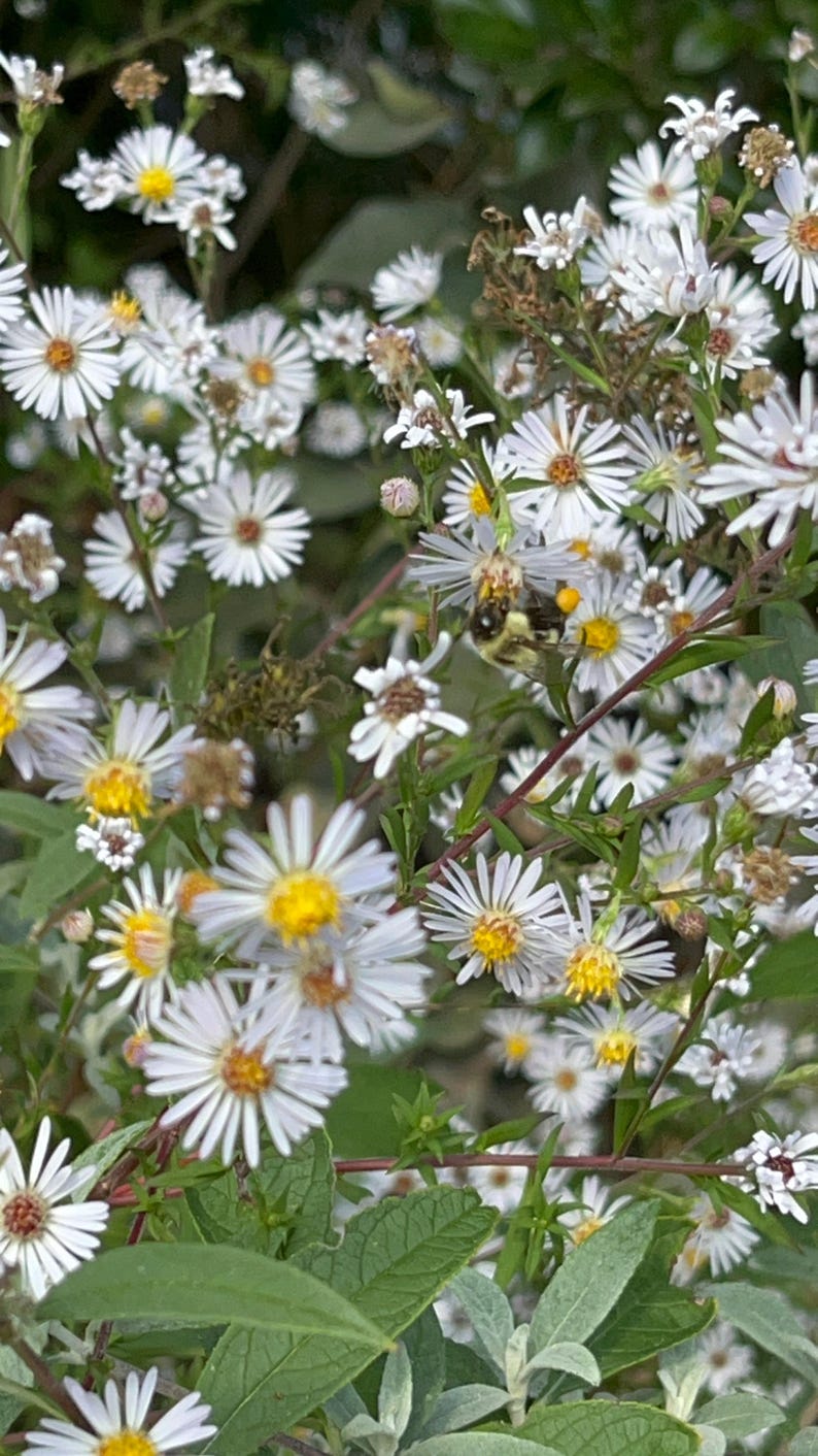 OUT-OF-STOCK 1/8 Oz White Panicle Aster Seeds - Etsy
