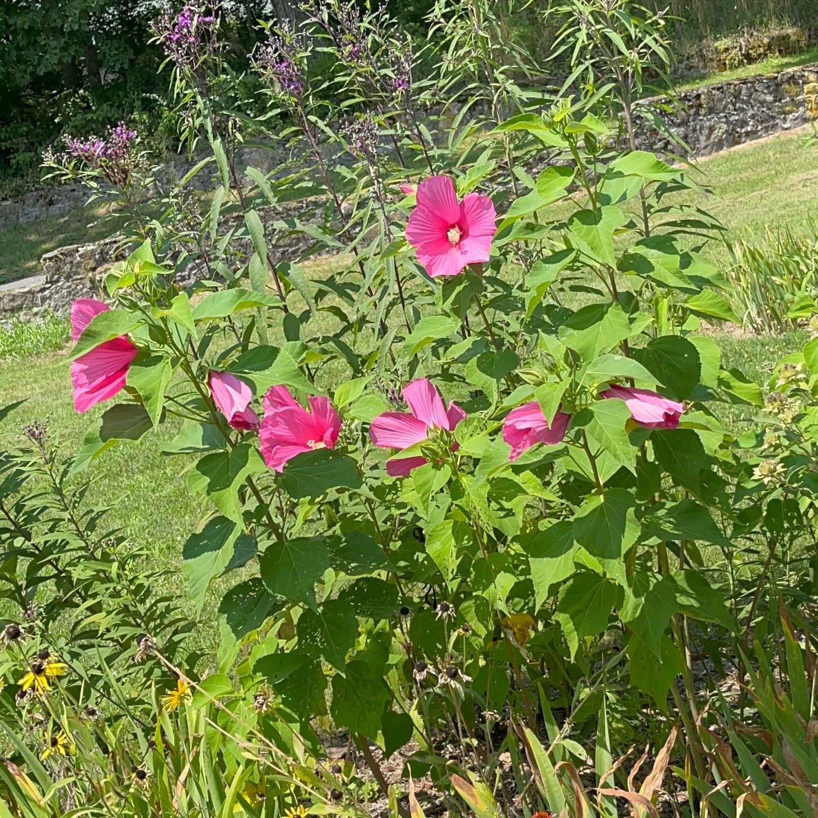 50 Native Hardy Hibiscus Seeds (hibiscus Moscheutos) - Etsy