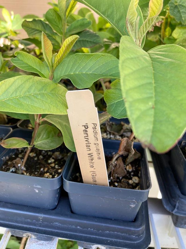 Peruvian White Guava Tree – Live Plant (2" Pot) - Etsy
