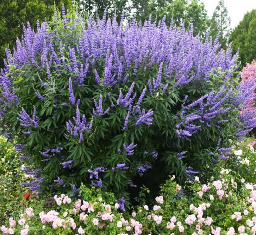 Vitex Chaste Tree – Live Flowering Shrub, Pollinator Garden - Etsy