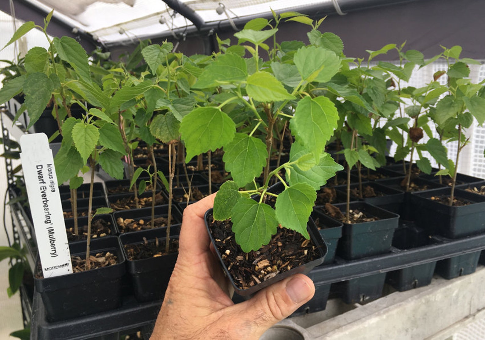 Dwarf Everbearing Mulberry Tree Morus Nigra Mulberry Plant - Etsy