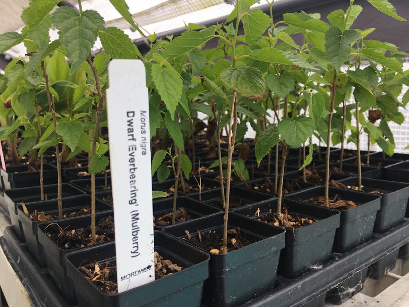 Dwarf Everbearing Mulberry Tree Morus Nigra Mulberry Plant - Etsy