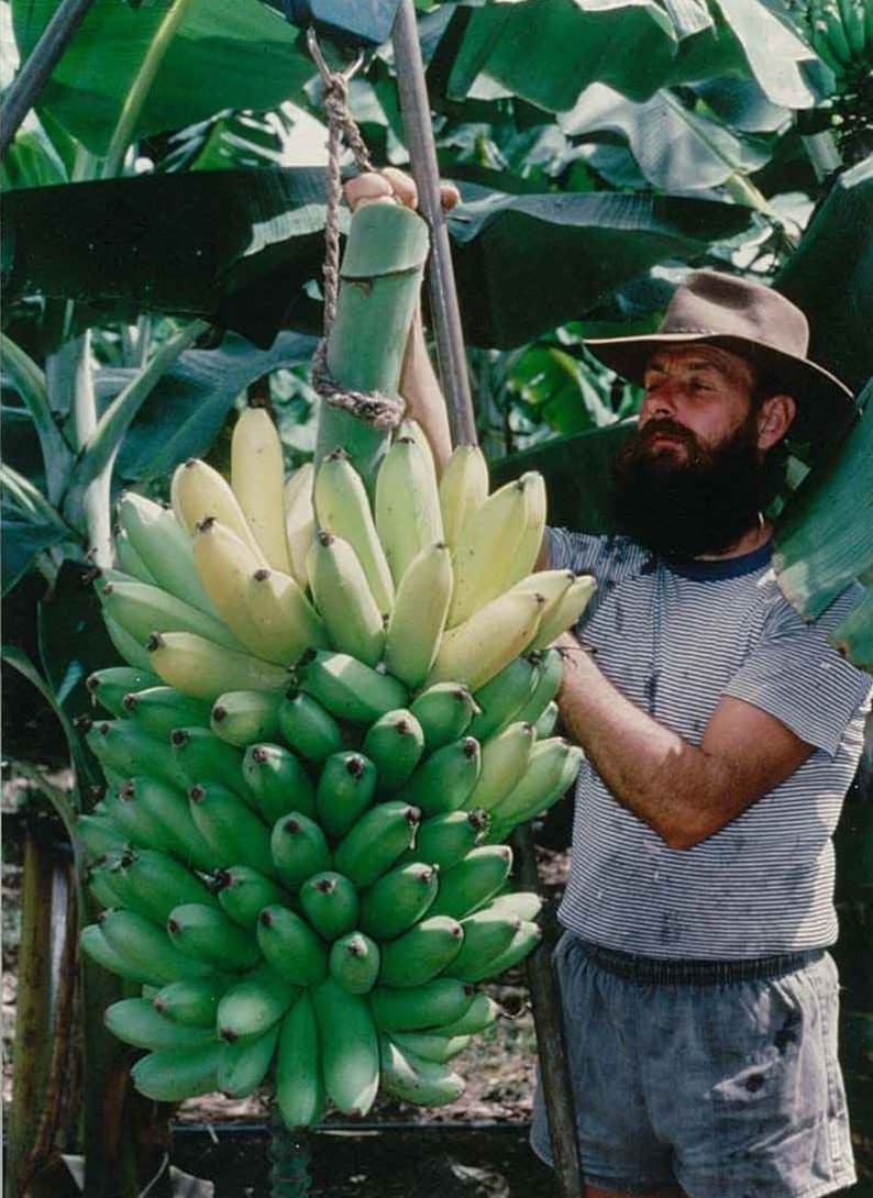 Goldfinger Dwarf Banana Plant Tree RARE FHIA-01 Desert - Etsy
