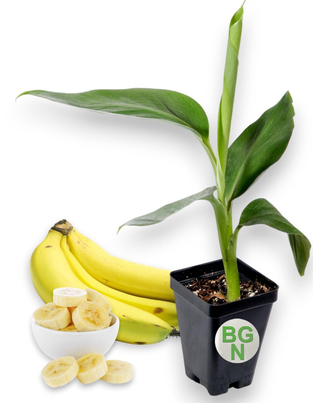 Gran Nain Banana Plant - Live Plant - Etsy