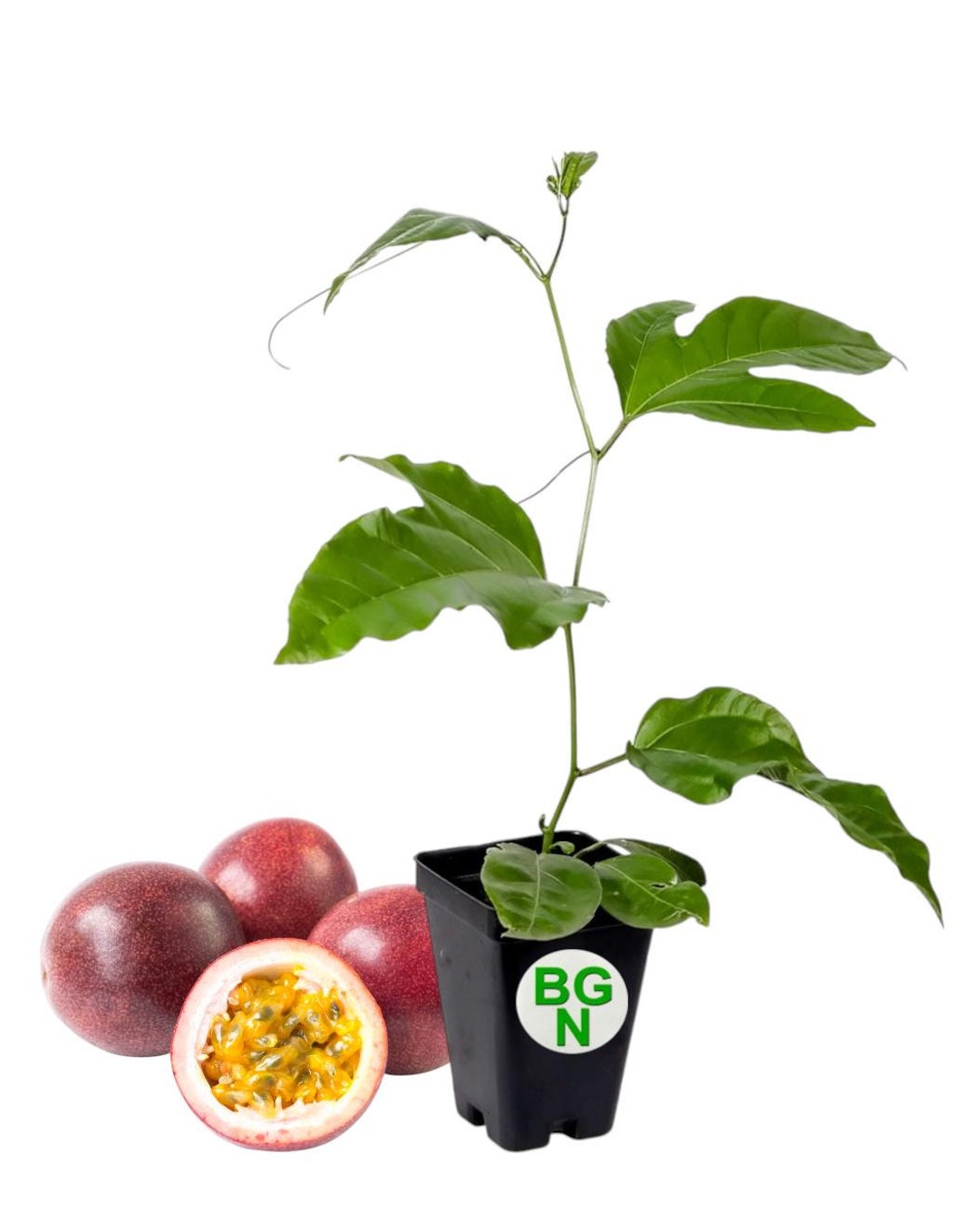 Red Rover Passion Fruit Plant – Edible Passiflora Vine - Etsy