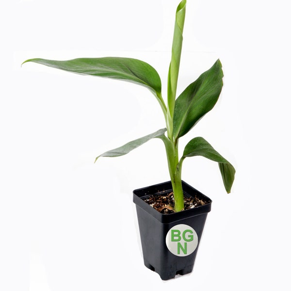 Rare Live Banana Tree - Etsy