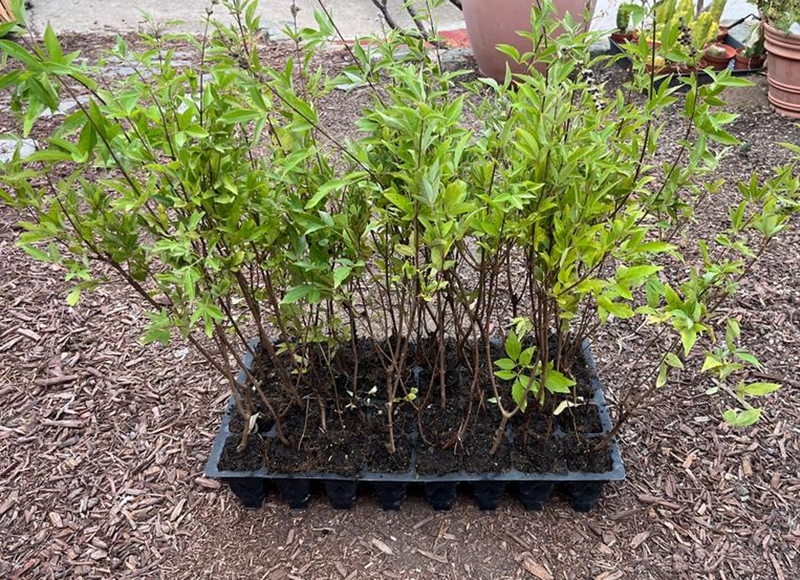 Vitex Chaste Tree – Live Flowering Shrub, Pollinator Garden - Etsy