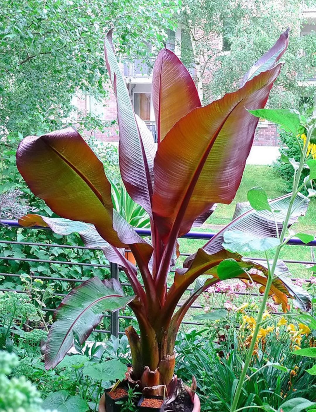 Red Abyssinian Banana - Ensete Maurelii - Cold Hardy Tropical Banana ...