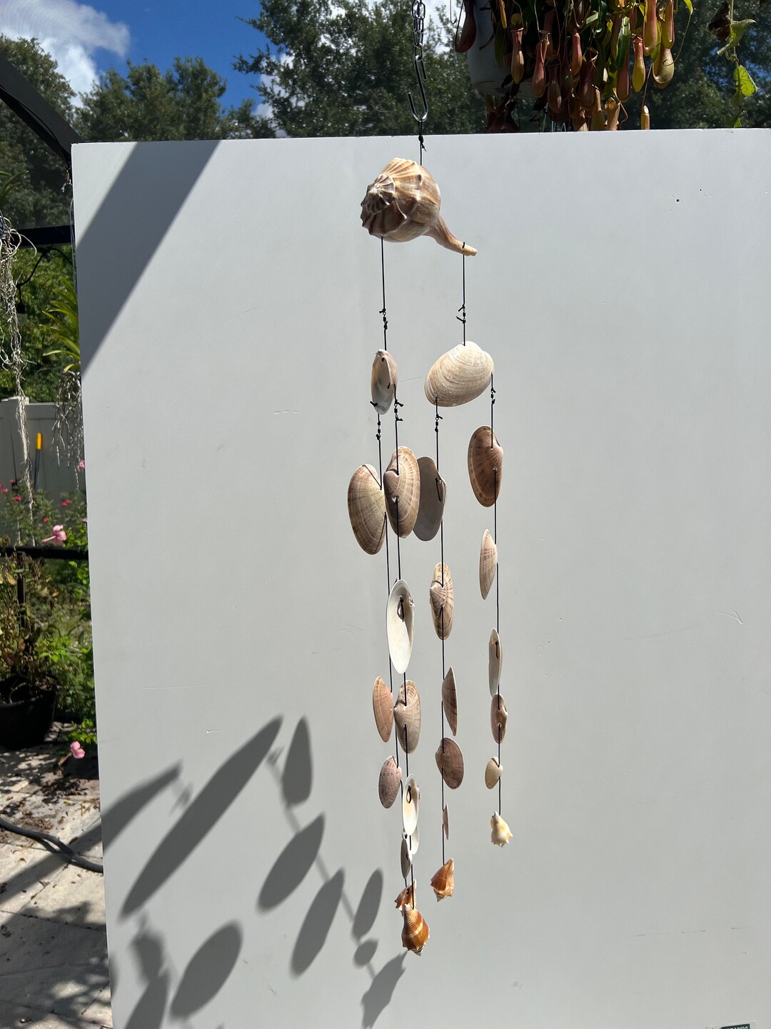 Lightning Whelk, Sunray Venus and Florida Fighting Conch Spinning ...