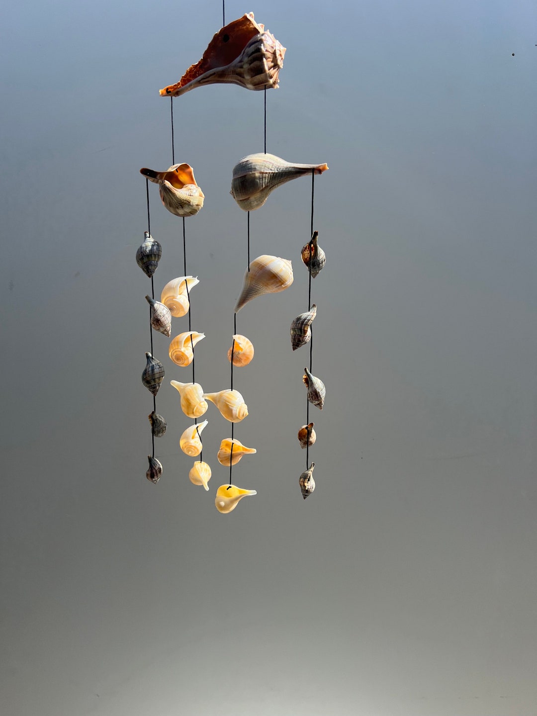 Large Lightning Whelks, Pear Whelks, and Banded Tulip Twirling Sea ...