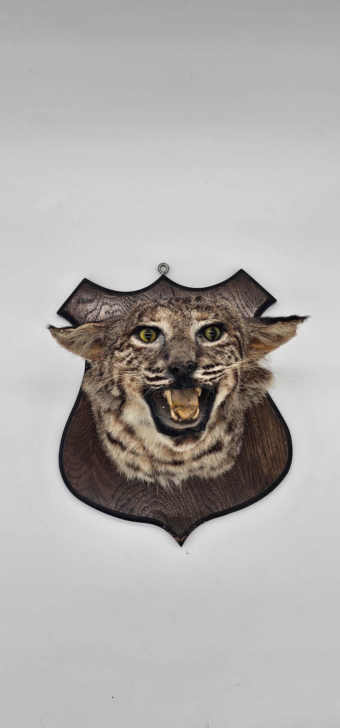 Taxidermy Bobcat Shoulder Mount on Brown Wood Plate for Home or Office ...
