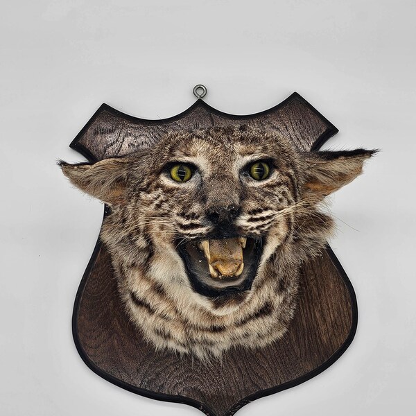 Bobcat Taxidermy Mount - Etsy