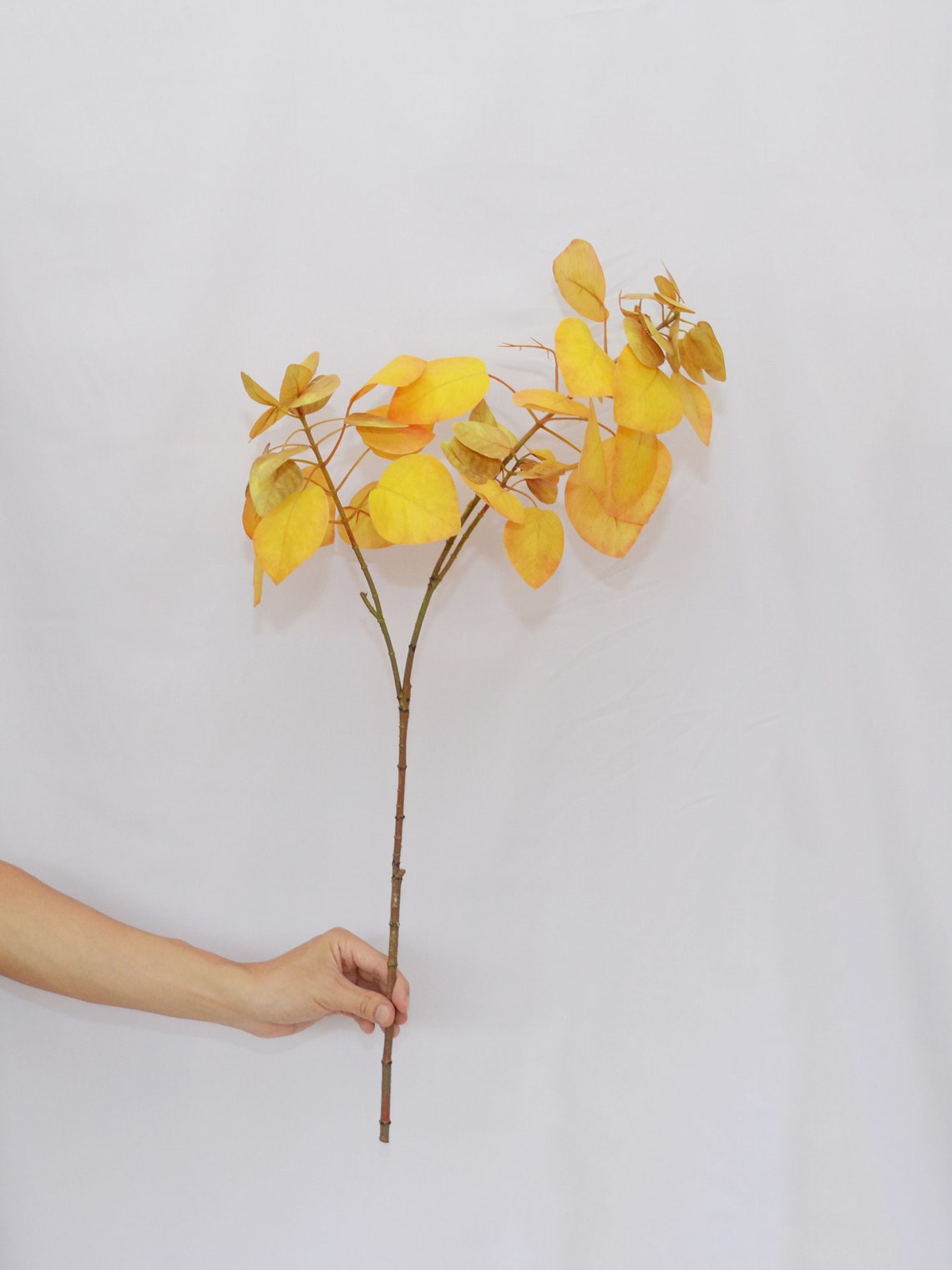 Artificial Cotinus Coggygria Leaves Branch, Smoke Tree Leaves, Faux ...