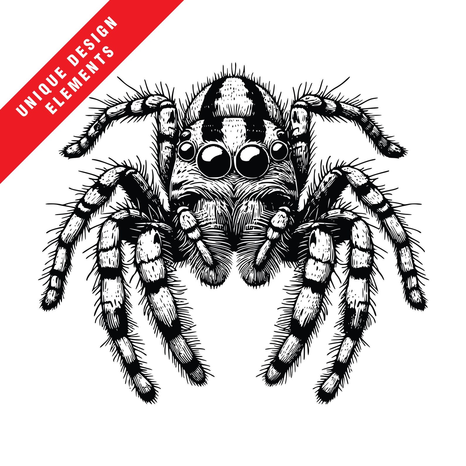 Jumping Spider Vector Clipart Set: Original Illustration (digital ...