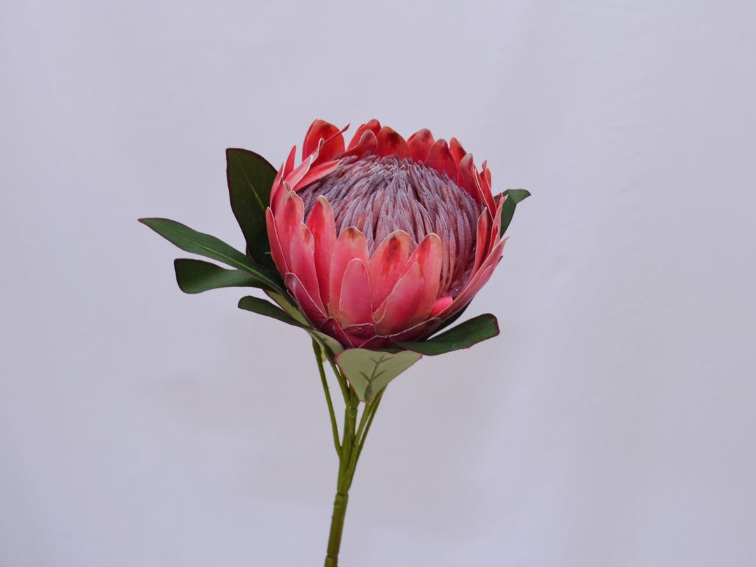 Artificial King Protea Flower, Realistic Faux Protea Stem, Floral ...