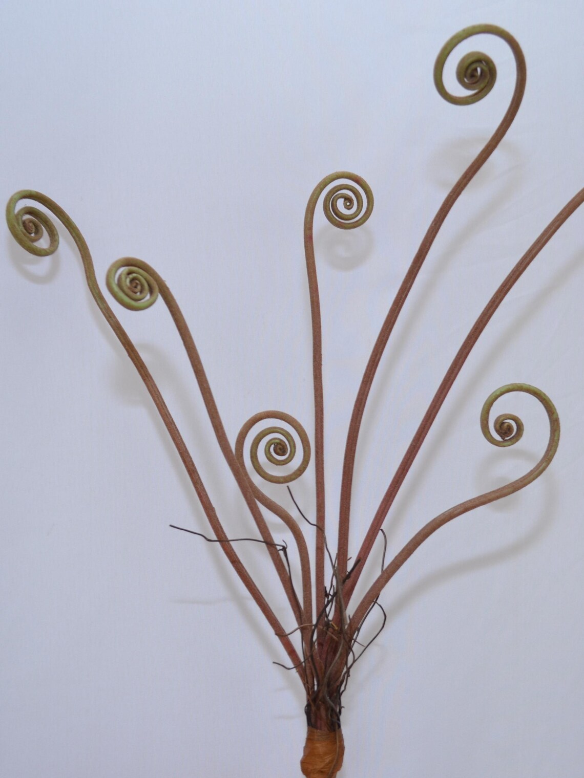 Artificial Fiddlehead Fern Curl, Decorative Spiral Fern, Faux Fern Stem ...