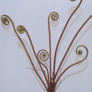 Artificial Fiddlehead Fern Curl, Decorative Spiral Fern, Faux Fern Stem ...