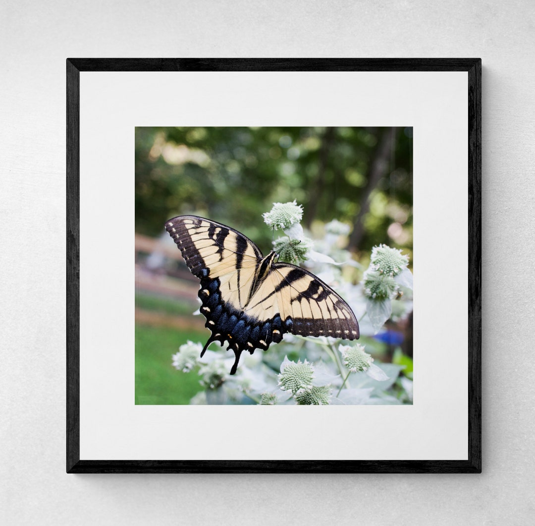 Eastern Tiger Swallowtail Butterfly Print Butterfly Art - Etsy