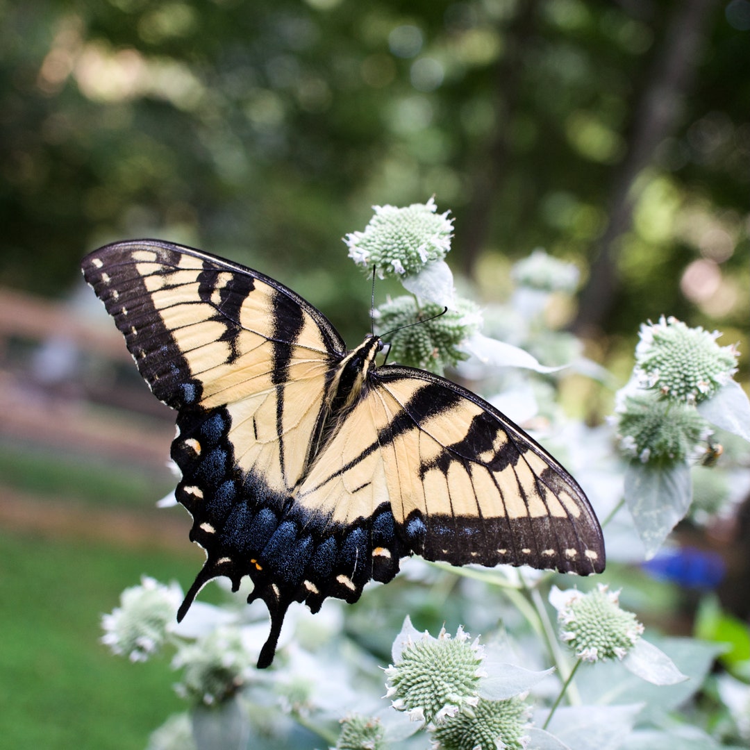 Eastern Tiger Swallowtail Butterfly Print | Butterfly Art | Fine Art ...