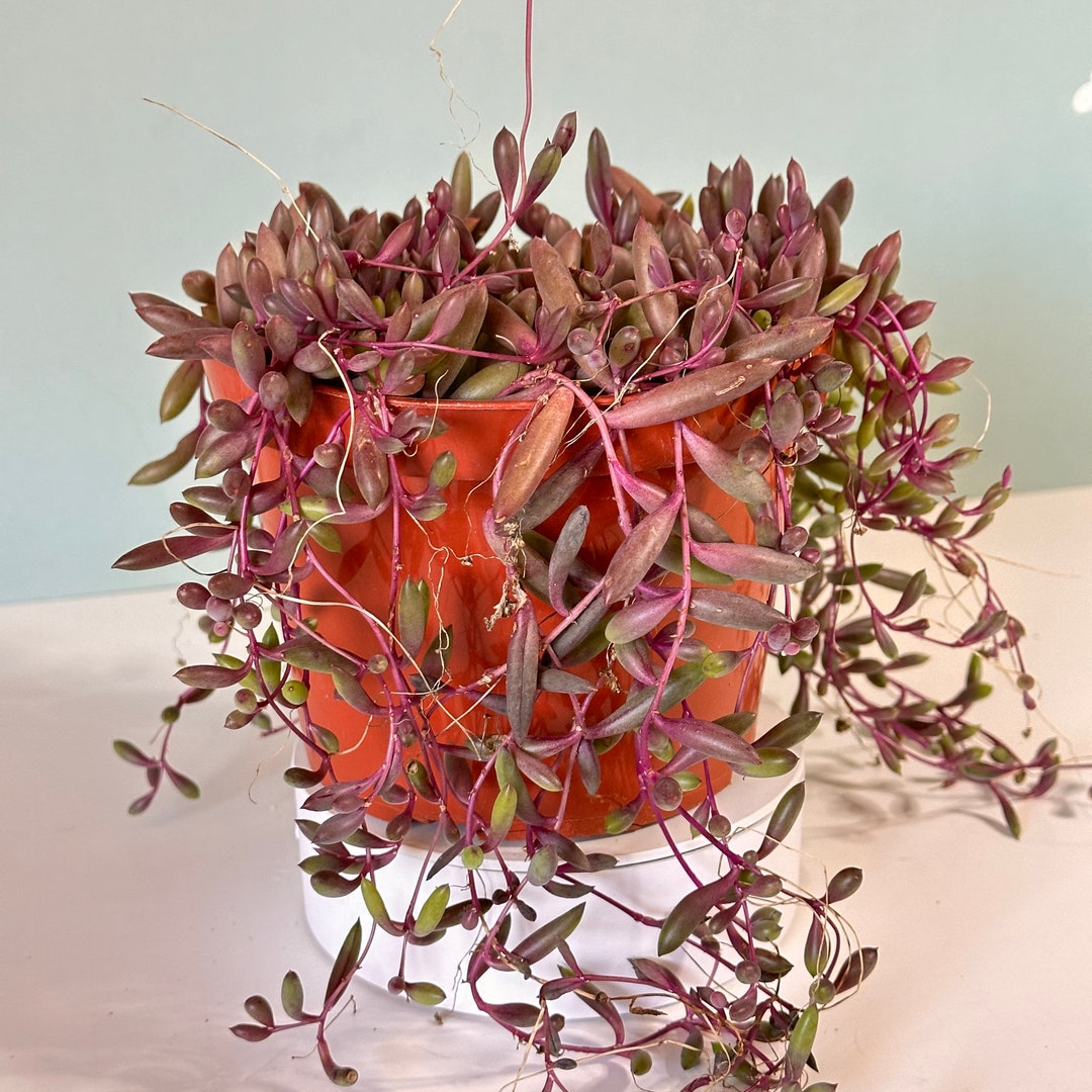 String of Ruby Live Plant in 6 Inch Pot Rare Hanging Succulent Trailing ...