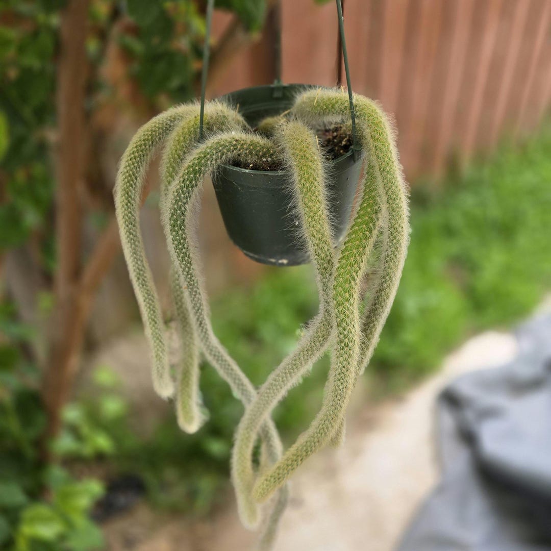 Monkey Tail Cactus Live Trailing Fuzzy Stem Hanging Plant Cleistocactus ...