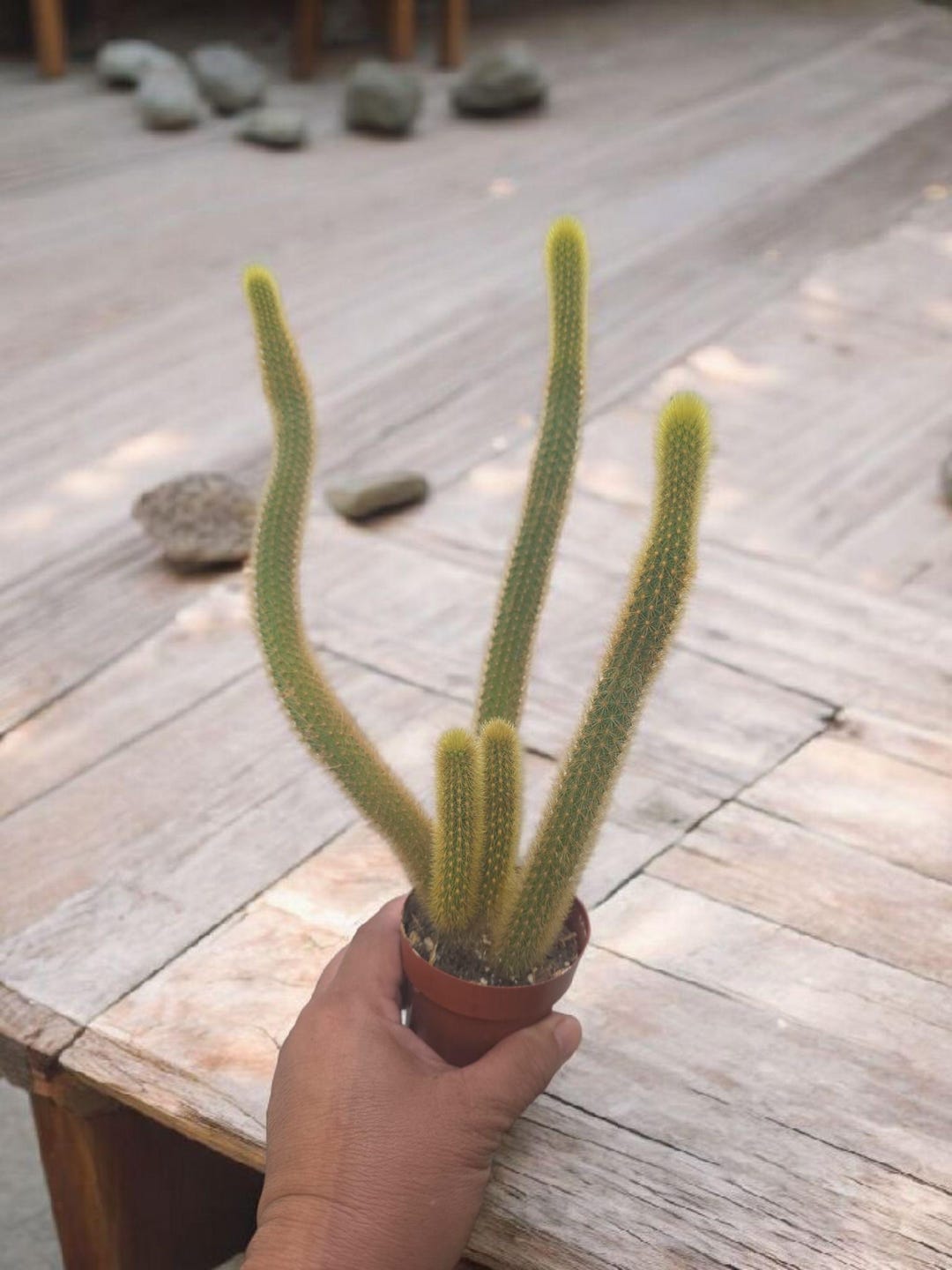 Golden Rat Tail Cactus Rooted Bareroot - Etsy