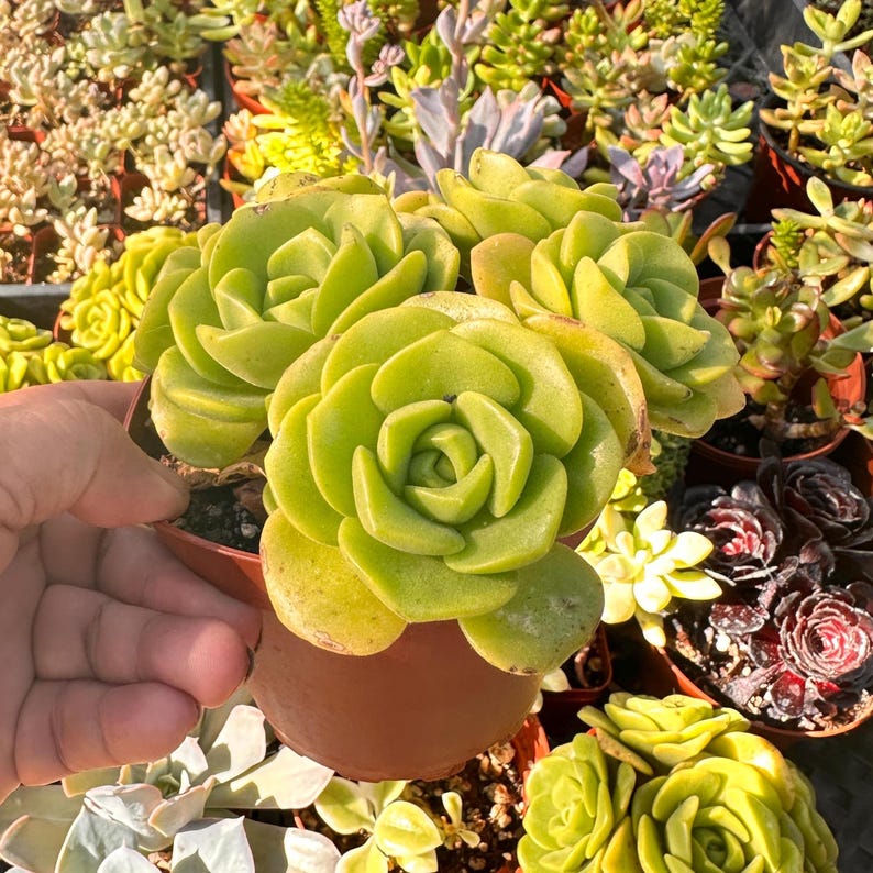 Rare Aeonium lily Pad Succulent Live Plant, Easy Care Indoor Houseplant ...