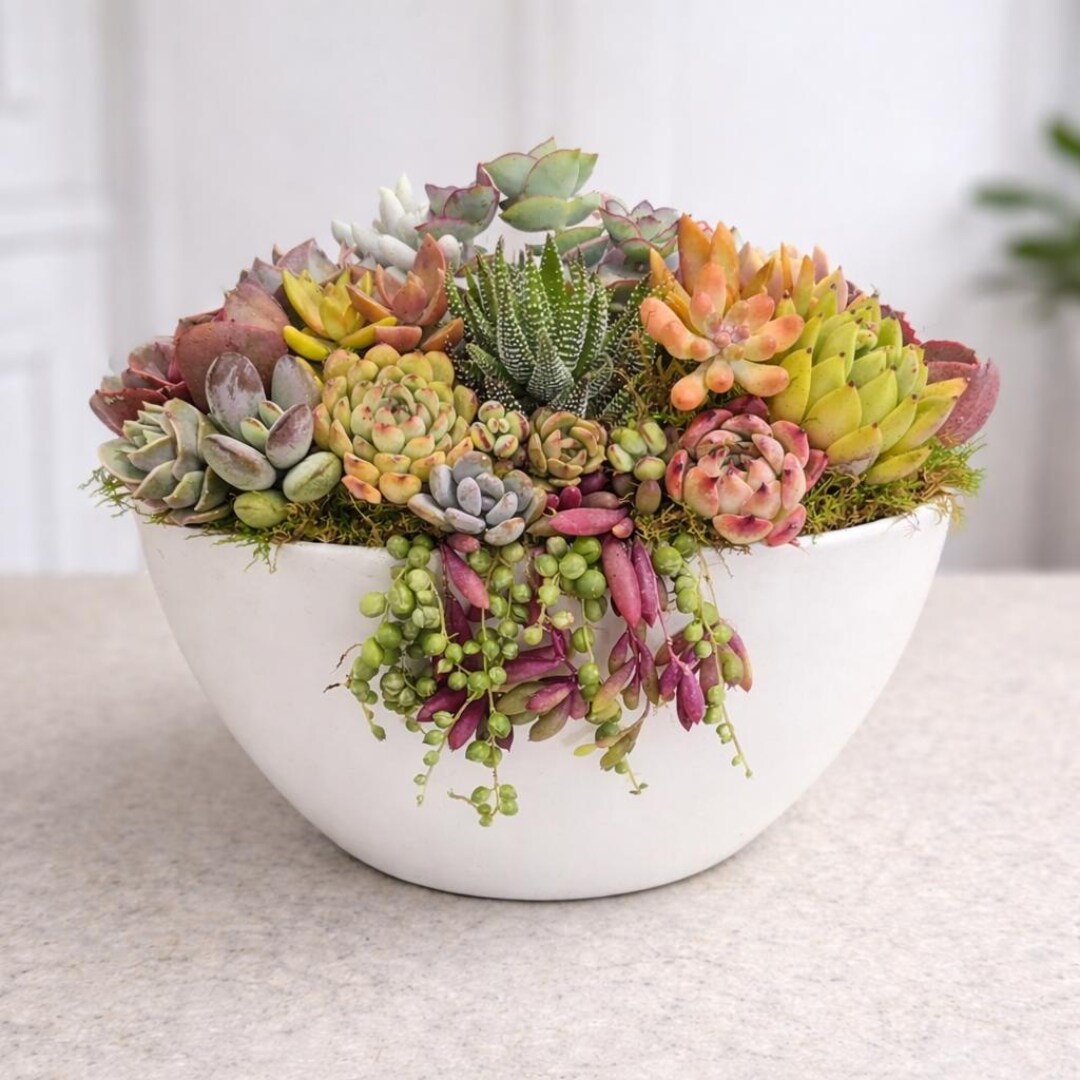 Colorful Succulent Arrangement White Oblong Ceramic Bowl Live Indoor ...