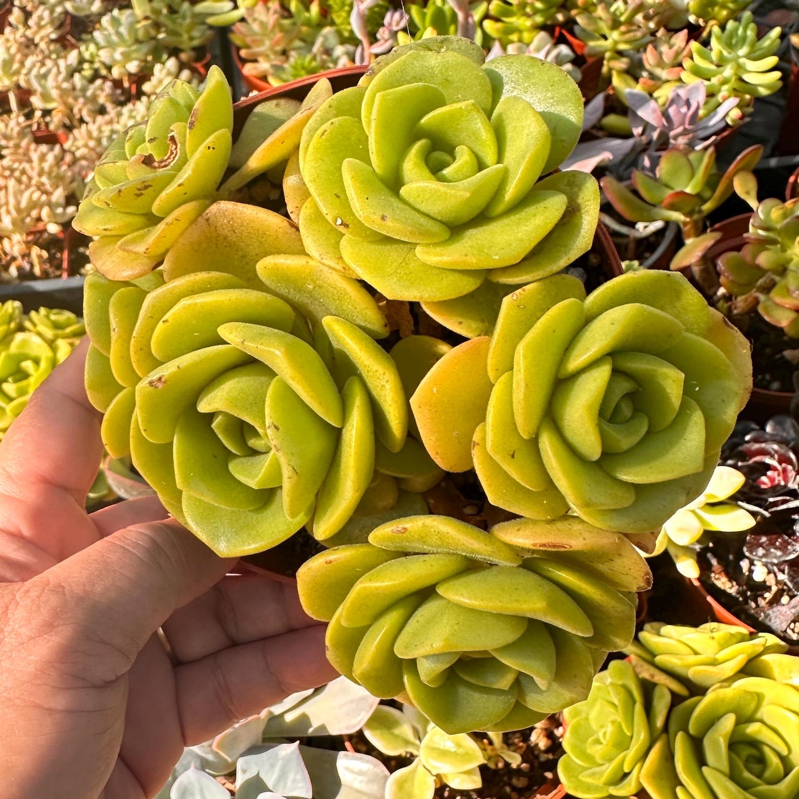Rare Aeonium lily Pad Succulent Live Plant, Easy Care Indoor Houseplant ...