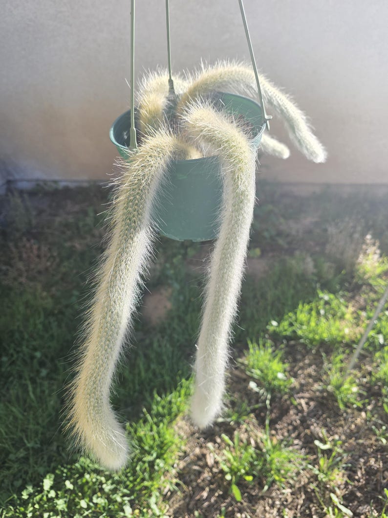 Monkey Tail Cactus – Live Trailing Fuzzy Stem Hanging Plant ...