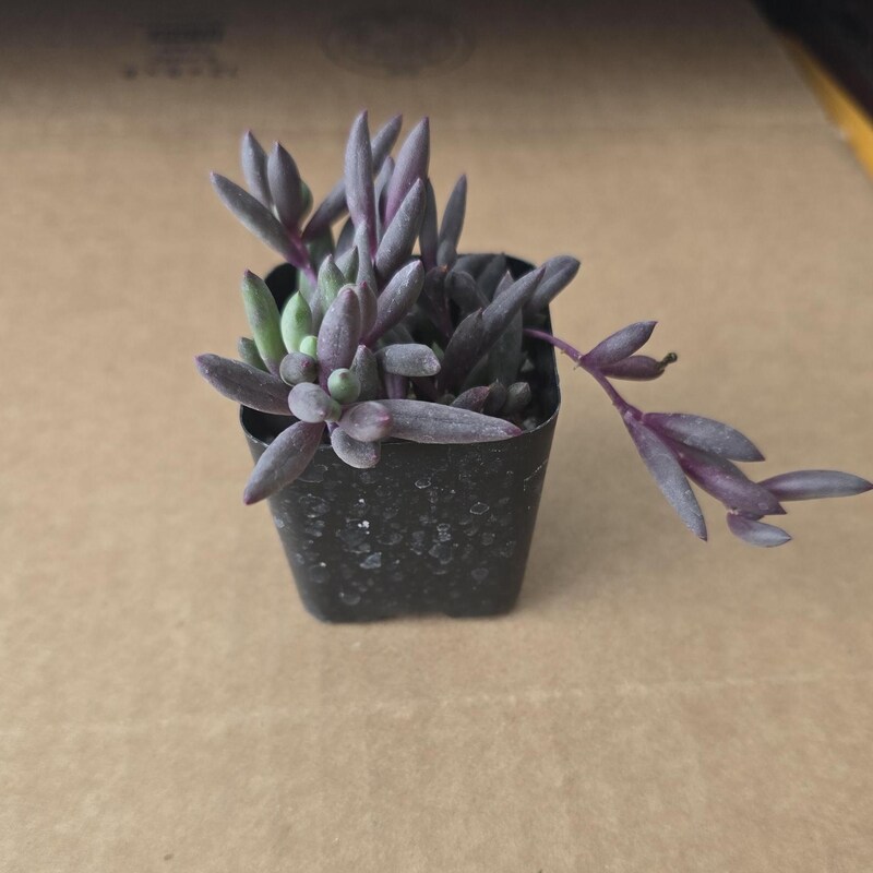 Trailing Succulents - Etsy