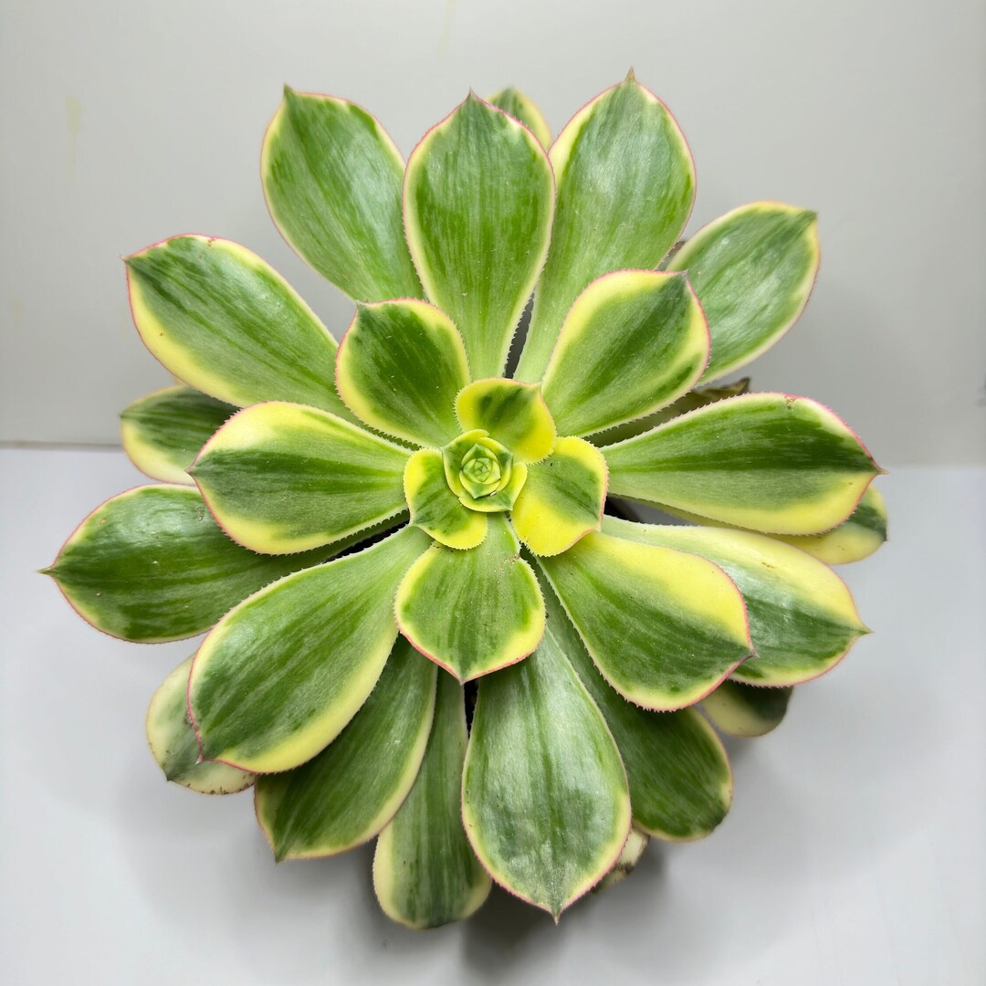 Aeonium Sunburst Succulent Variegated Aeonium Copper Pinwheel Potted ...