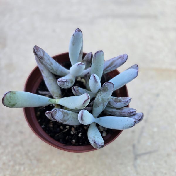 Lady Fingers - Etsy