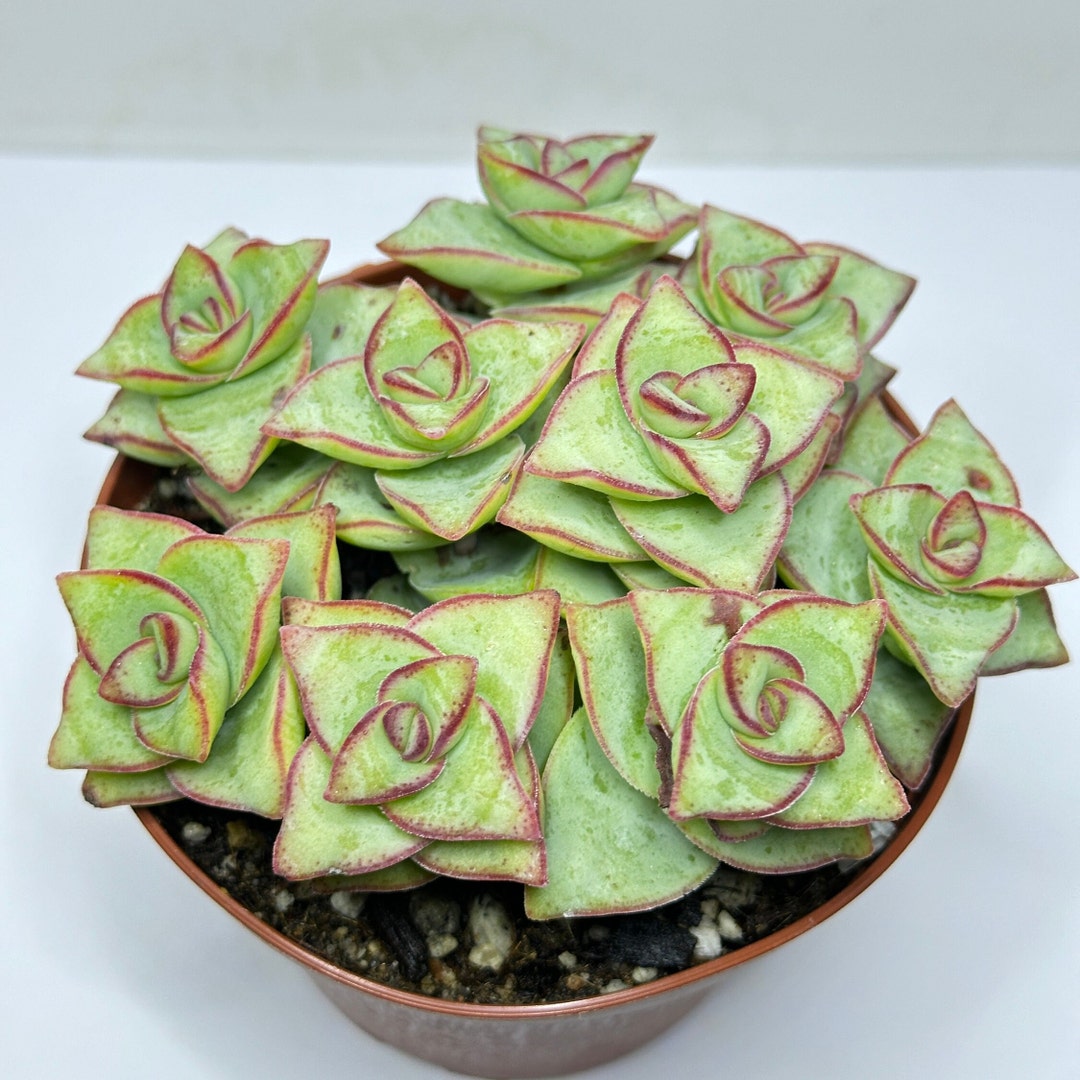 String of Buttons Crassula Succulent Rare Potted Plant Unique ...